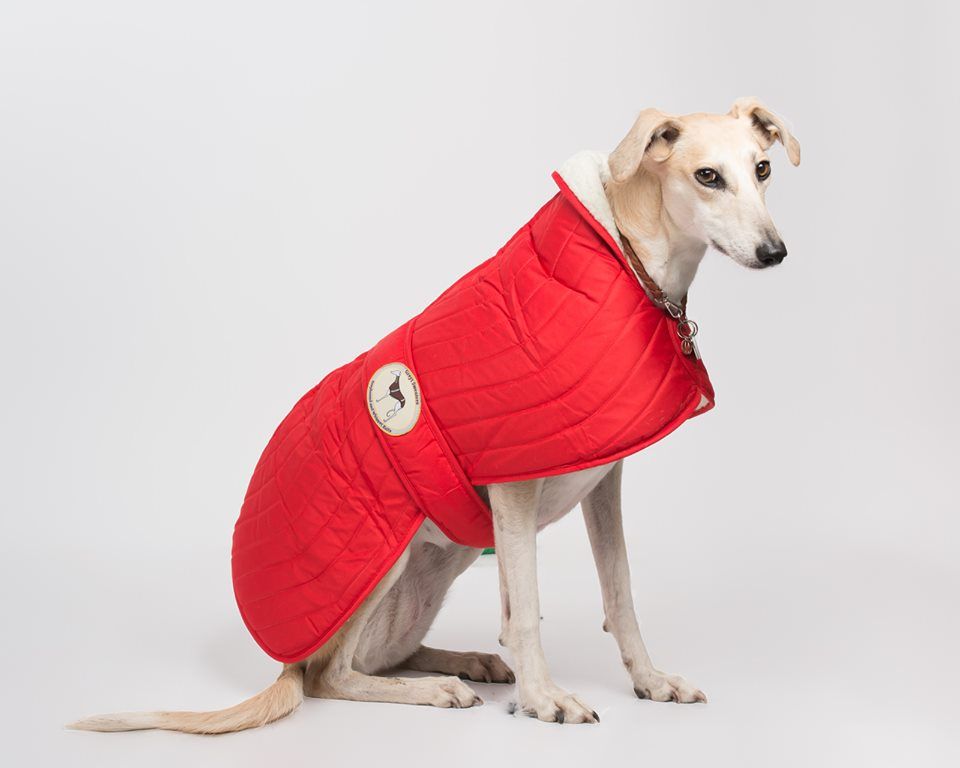 Greyt Sweaters Hound BTQE