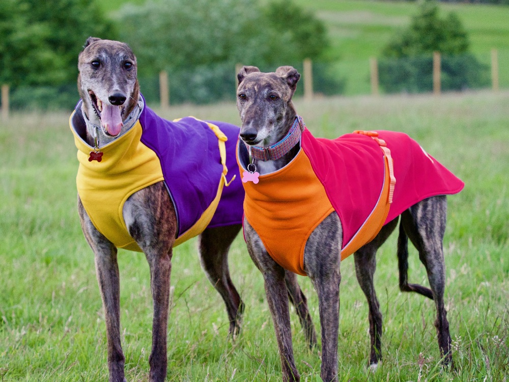 Greyt Sweaters Hound BTQE