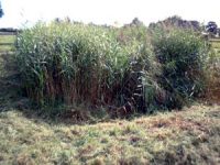 Reed Bed Sewage Treatment - Systems, Maintenance & Cost
