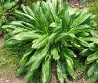 Blue Mill Woad Project