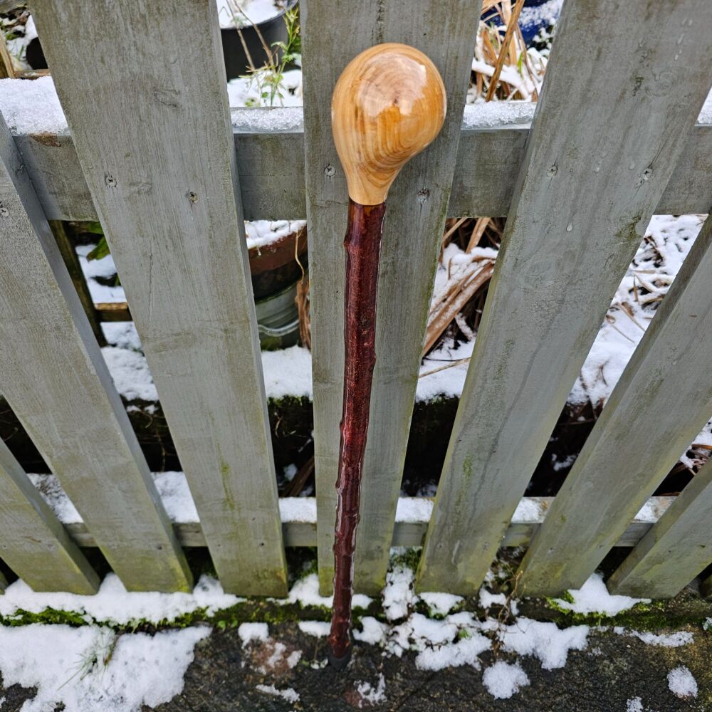 IRISH BLACKTHORN WALKING STICK 721al