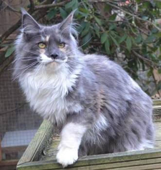 Mainecoon girls