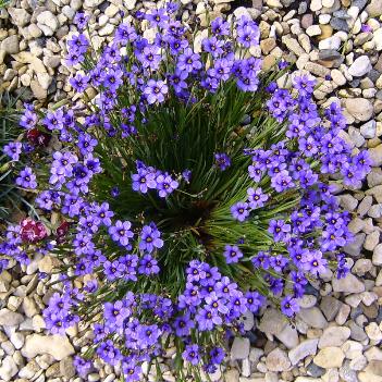 Easy alpine collection(10 plants)