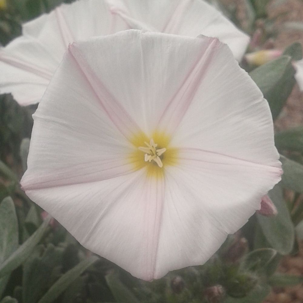 CONVOLVULUS - online shop