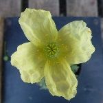 PAPAVER - online shop