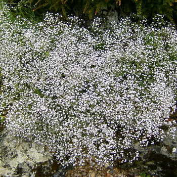 Easy alpine collection(10 plants)
