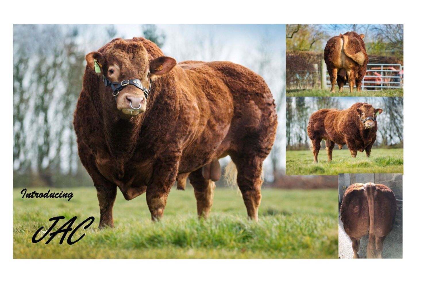 Limousin bulls | limousin cattle | easy calving limousin semen.
