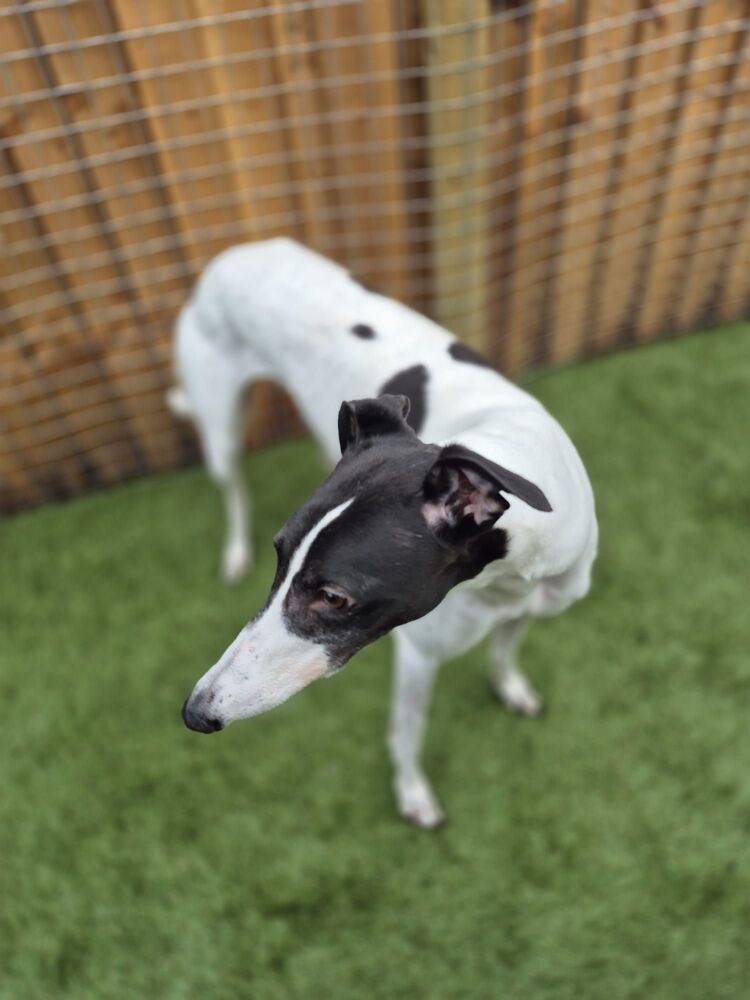 Gloria four year old female Greyhound
