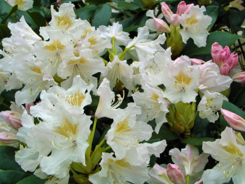 How to grow Rhododendrons an acid loving evergreen spring flowering shrub