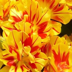 The Sunday Gardener the best independent gardening advice