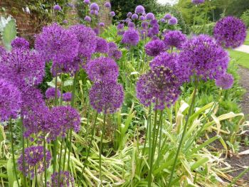 How to grow Alliums