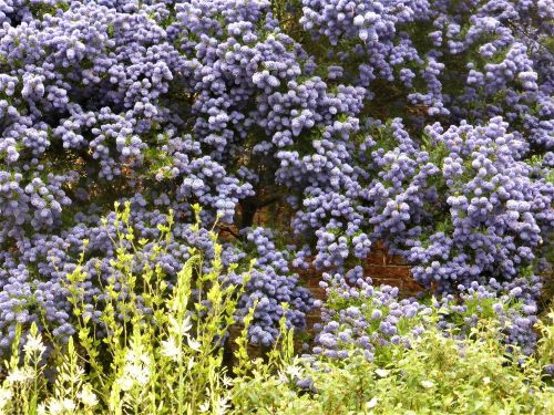 How to grow Ceanothus a spring flowering evergreen shrub with clouds of ...