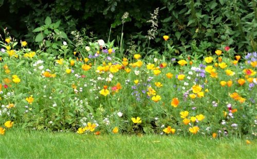 How to create a Wild flower area to make a wildflower area for a ...