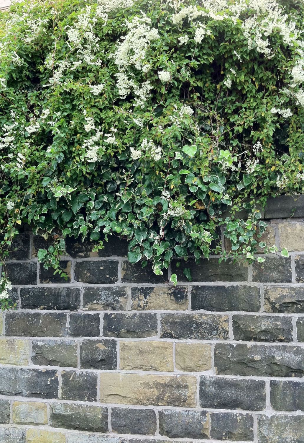 Fallopia Russian Vine Mile a minute plant