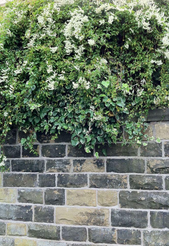 Fallopia Russian Vine Mile a minute plant