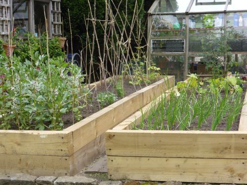 How to Start Growing Vegetables and creating your own veg patch