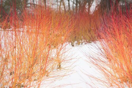 How to grow Cornus common name Dogwood