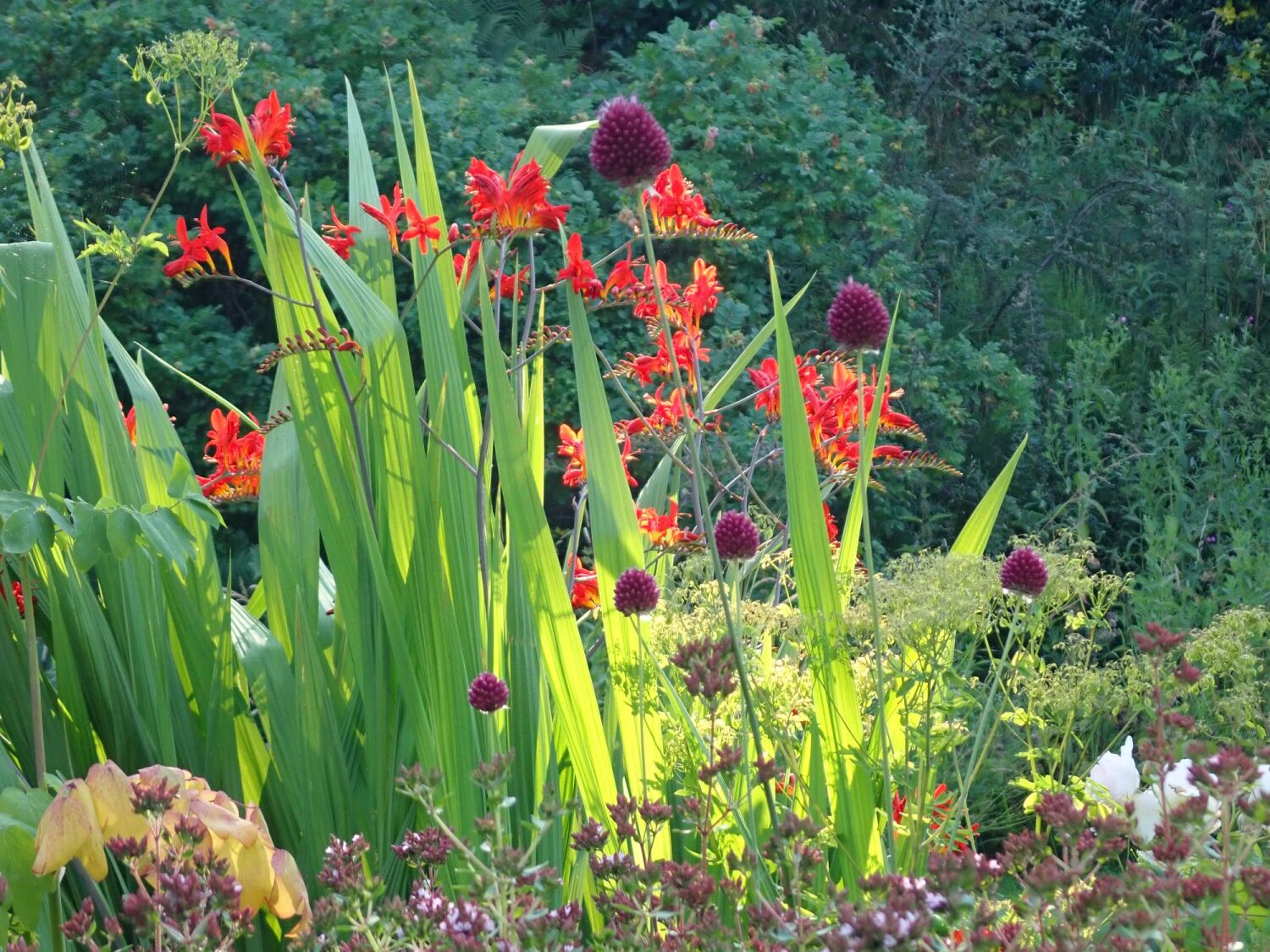 How to grow Crocosmia a summer flowering perennial
