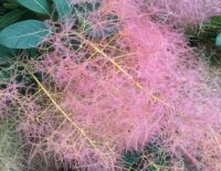 How to Grow Cotinus Smoke bush