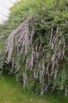 How to grow Buddleja the Butterfly bush