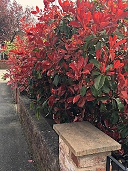 How to grow Photinia Red robin a colourful, fast growing evergreen shrub