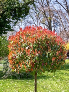 How to grow Photinia Red robin a colourful, fast growing evergreen shrub