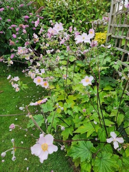 How to Grow and care for Japanese Anemones: A Shade-tolerant Perennial