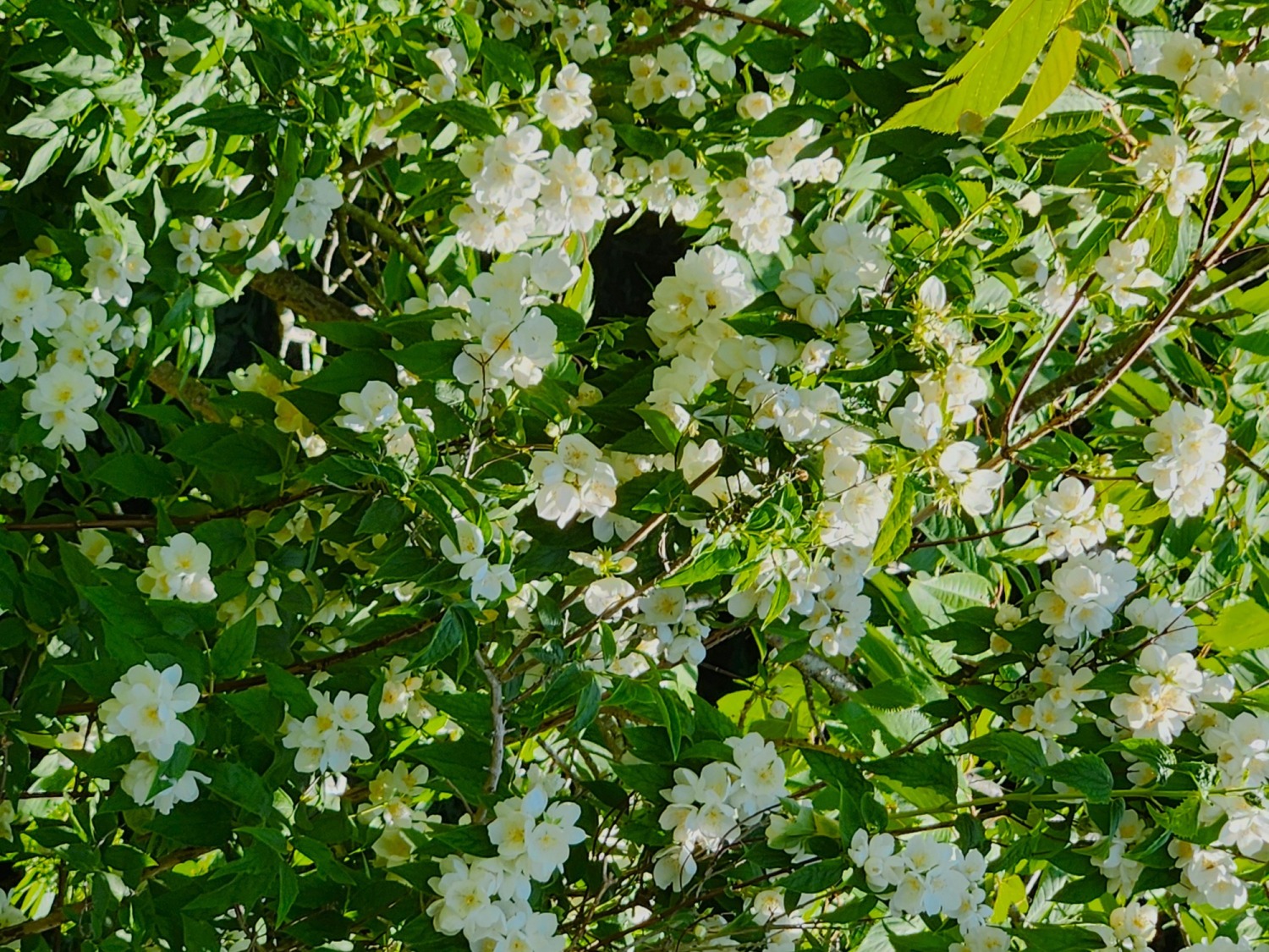 How to grow Philadelphus a sweetly scented summer flowering shrub with ...