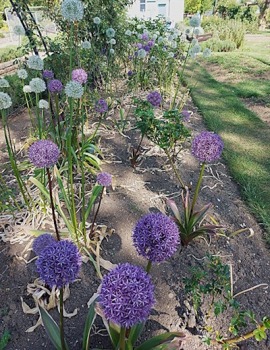How to Grow Alliums: Varieties, Care & Companion Plants