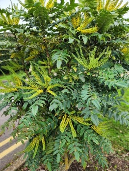 How to Plant, prune and grow Mahonia