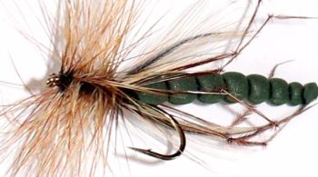 Daddy Long Legs,Crane fly,Daddy's