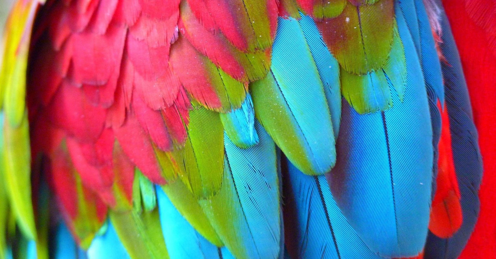 Bird Items: Everything for Your Feathered Friend - Petfairy