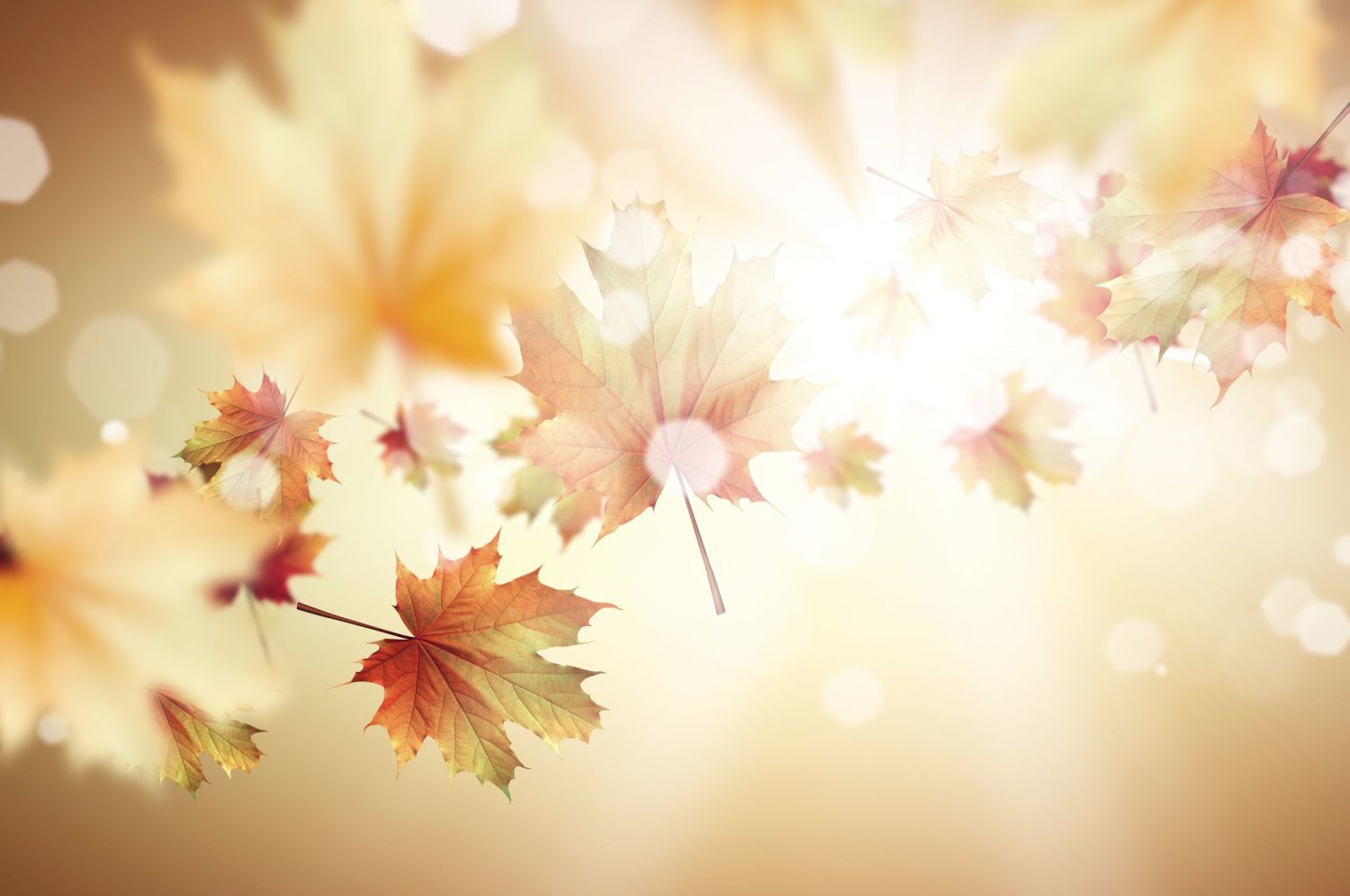 10 Reasons to Love Autumn - Blog : Little Lilypad Co