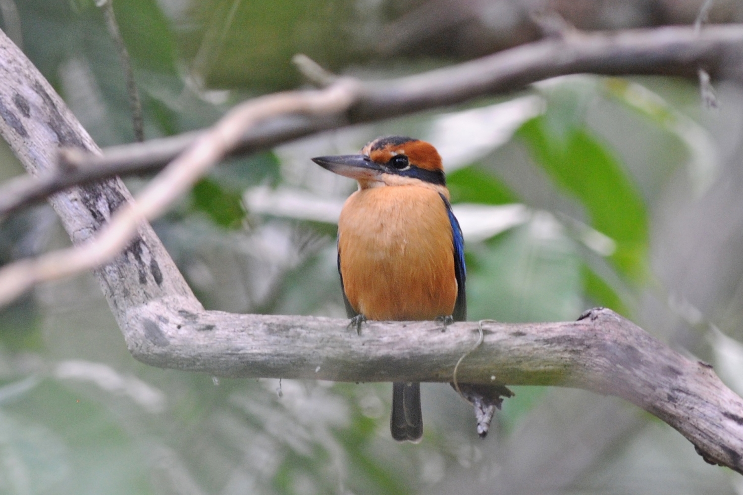 Indonesia - The Moluccas Birding Tour