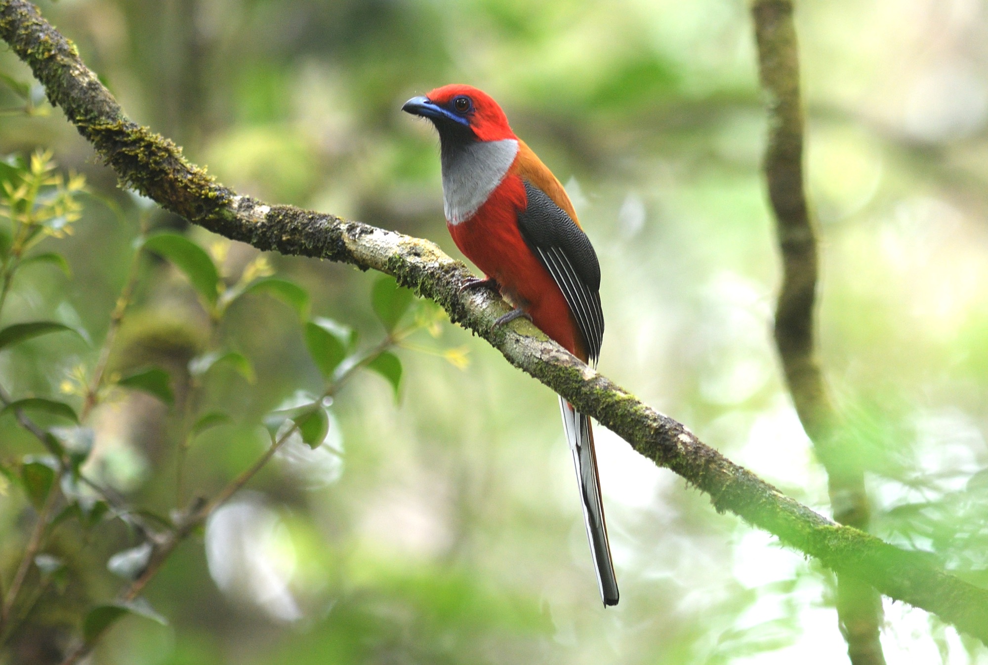 Zoothera Birding - Birdwatching Holidays Around the World