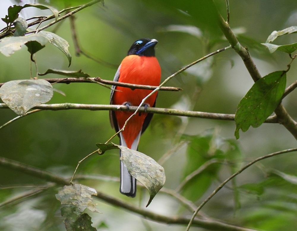 Zoothera Birding - Sabah, Borneo Endemics!