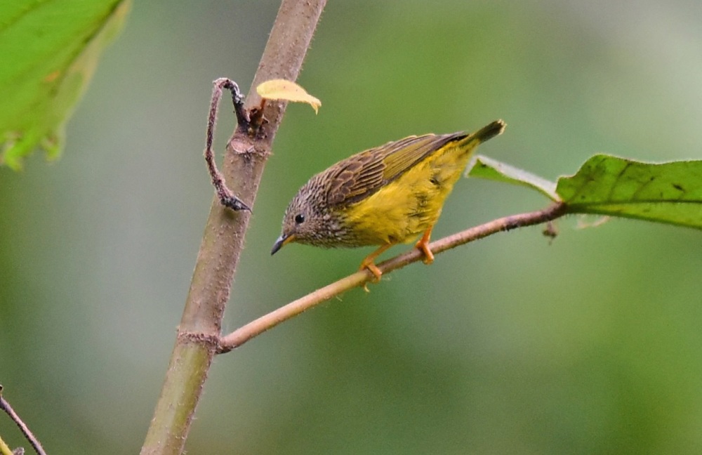 Zoothera Birding Photo Gallery