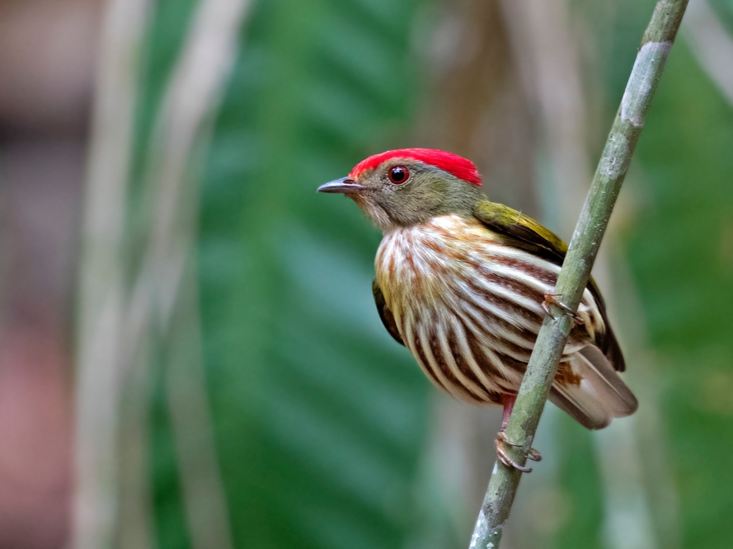 NE Brazil Endemics Tour