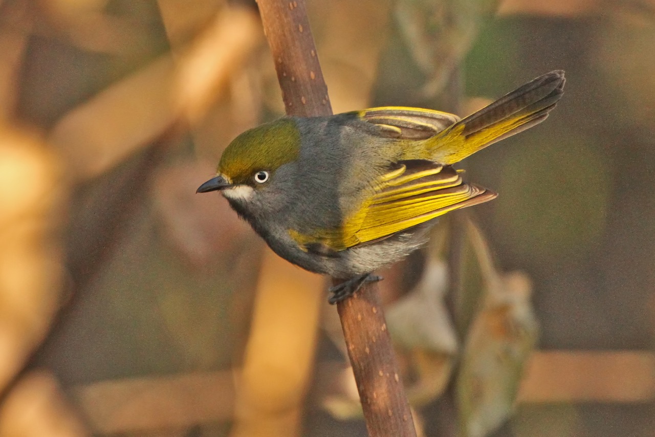 Zoothera Birding - Birdwatching Tours Around the World