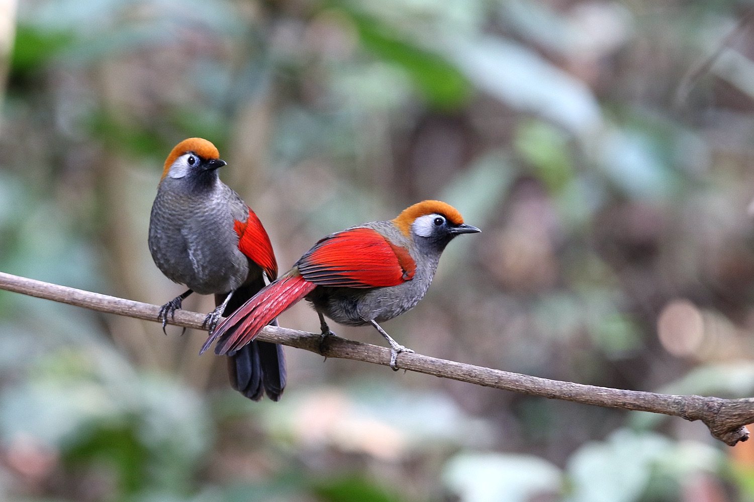 Zoothera Birding - Birdwatching Holidays Around the World