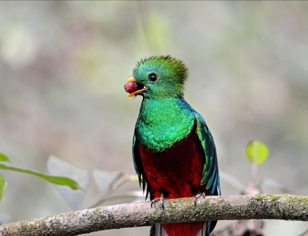 Central American Tour reports from our Birding Holidays