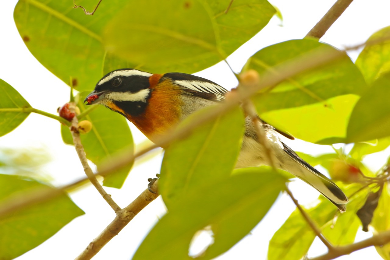 Zoothera Birding - Birdwatching Holidays Around the World