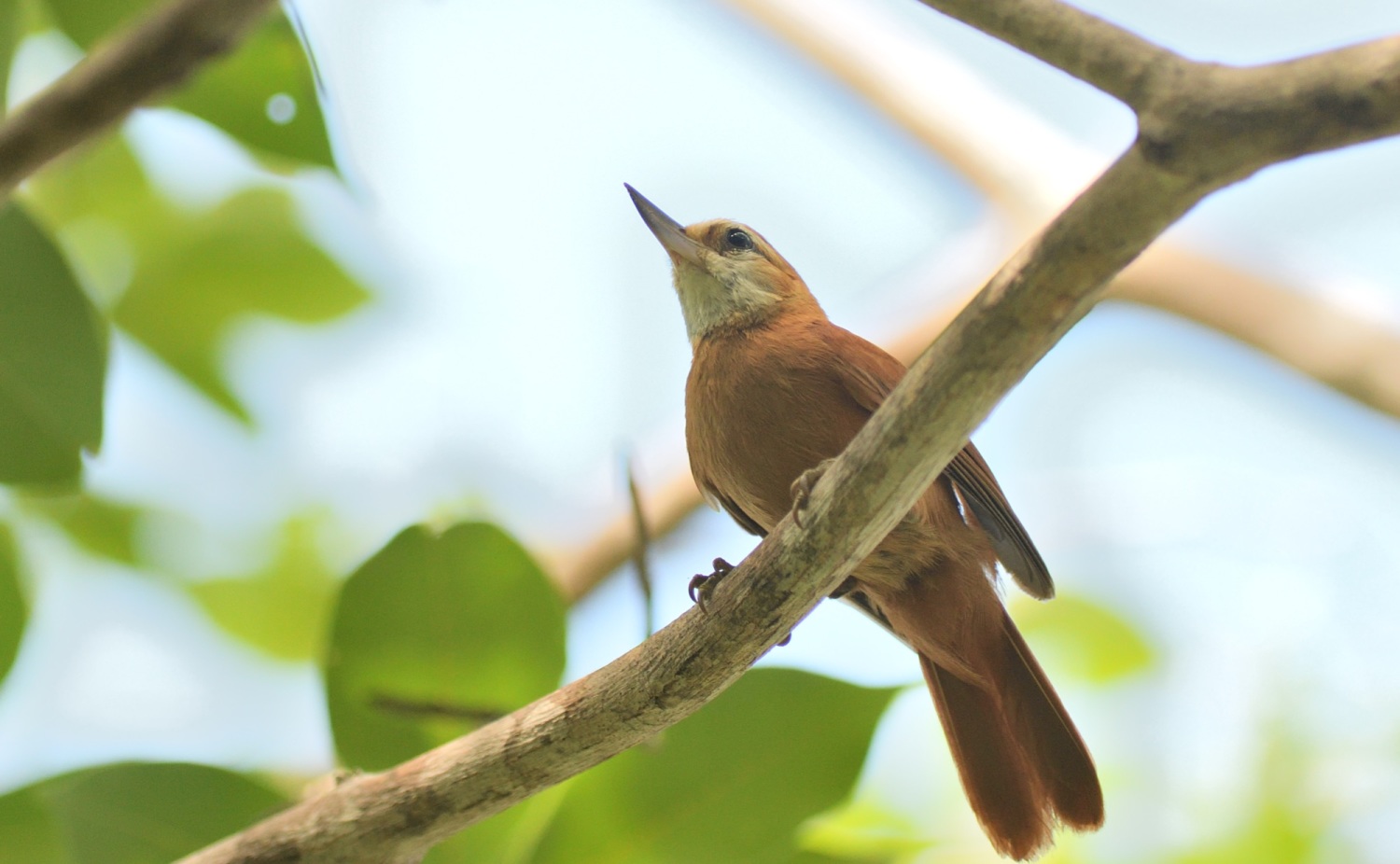 Central Brazil Specialities Tour