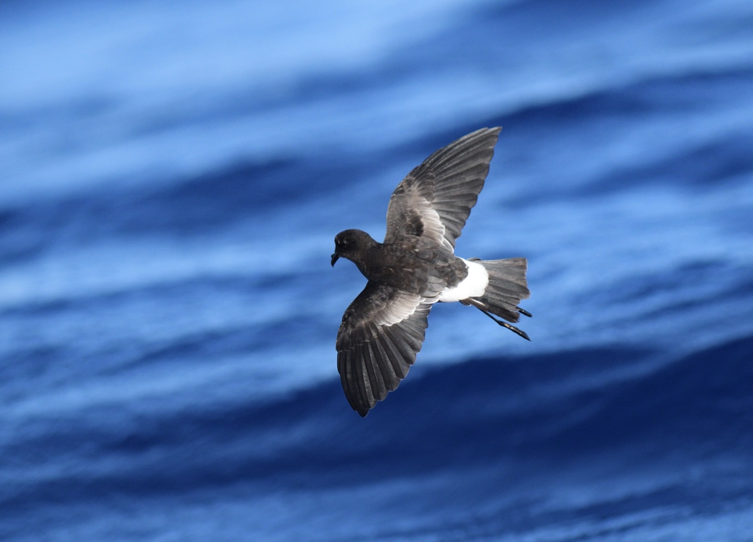 Zoothera Birding - Birdwatching Holidays Around the World