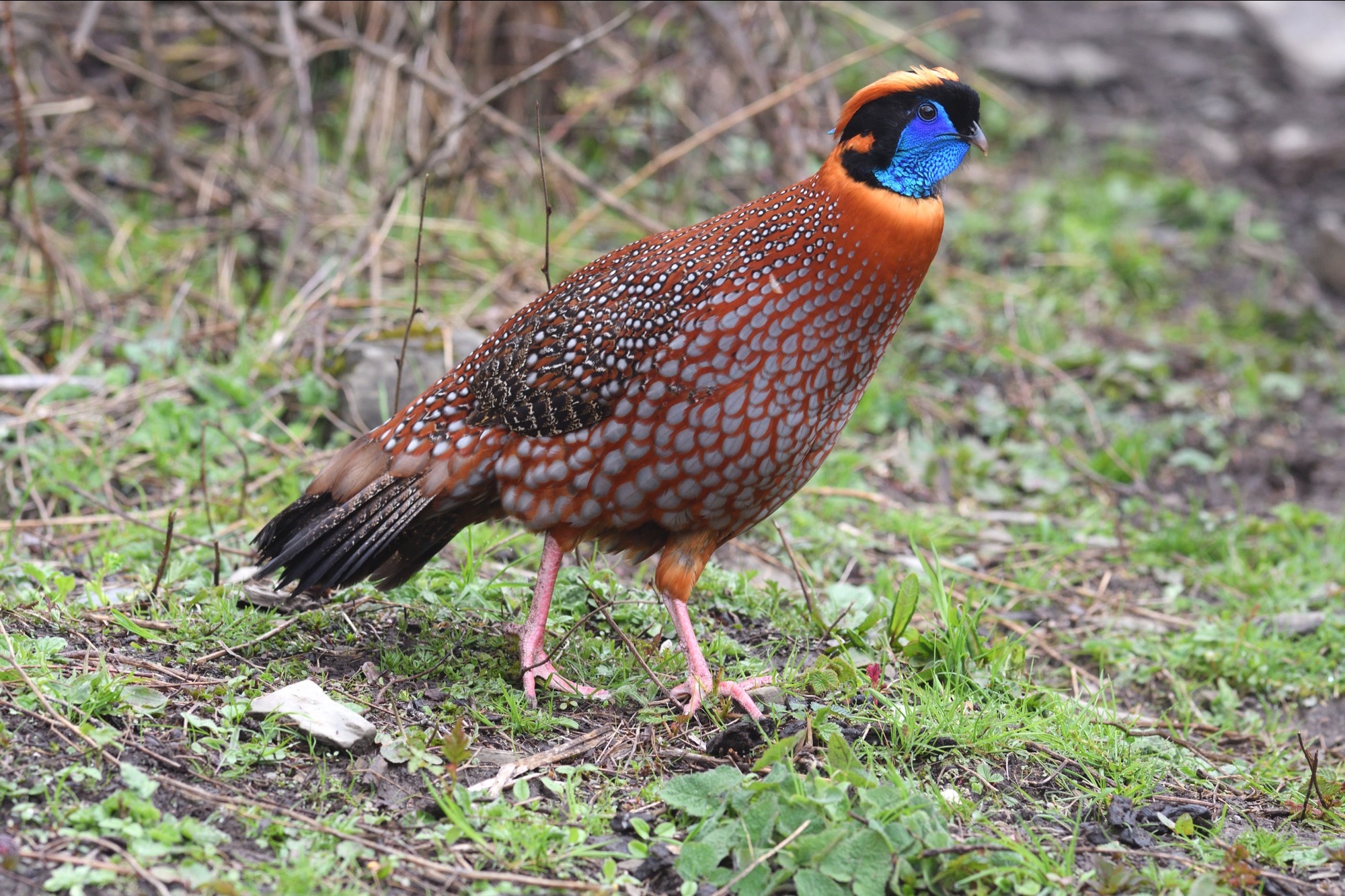 Zoothera Birding - Birdwatching Holidays Around the World