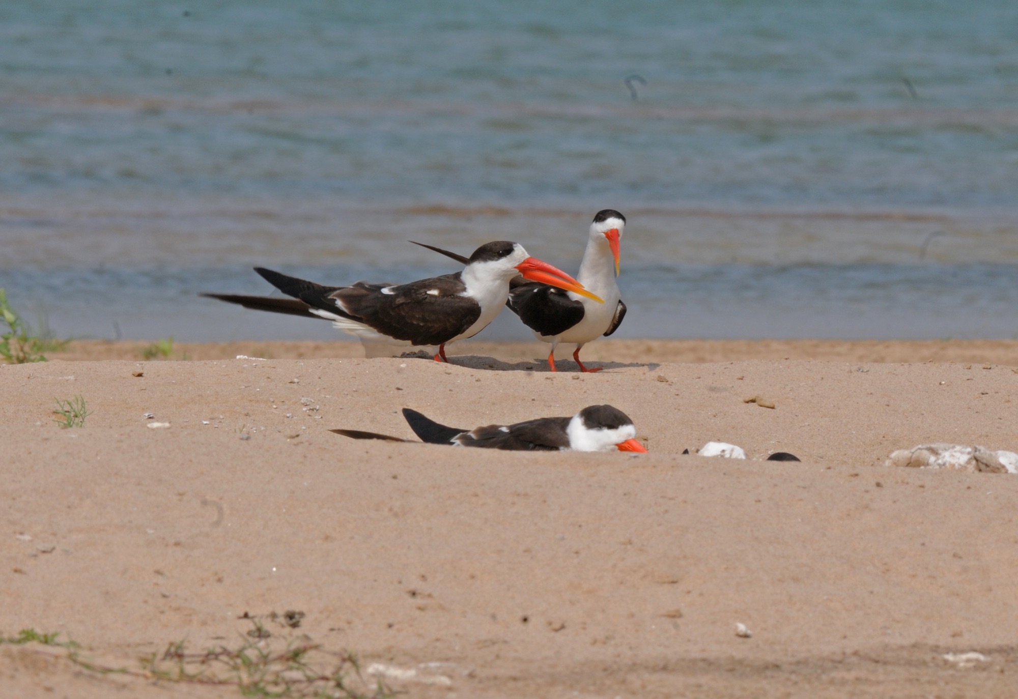 Zoothera Birding - Birdwatching Holidays Around the World