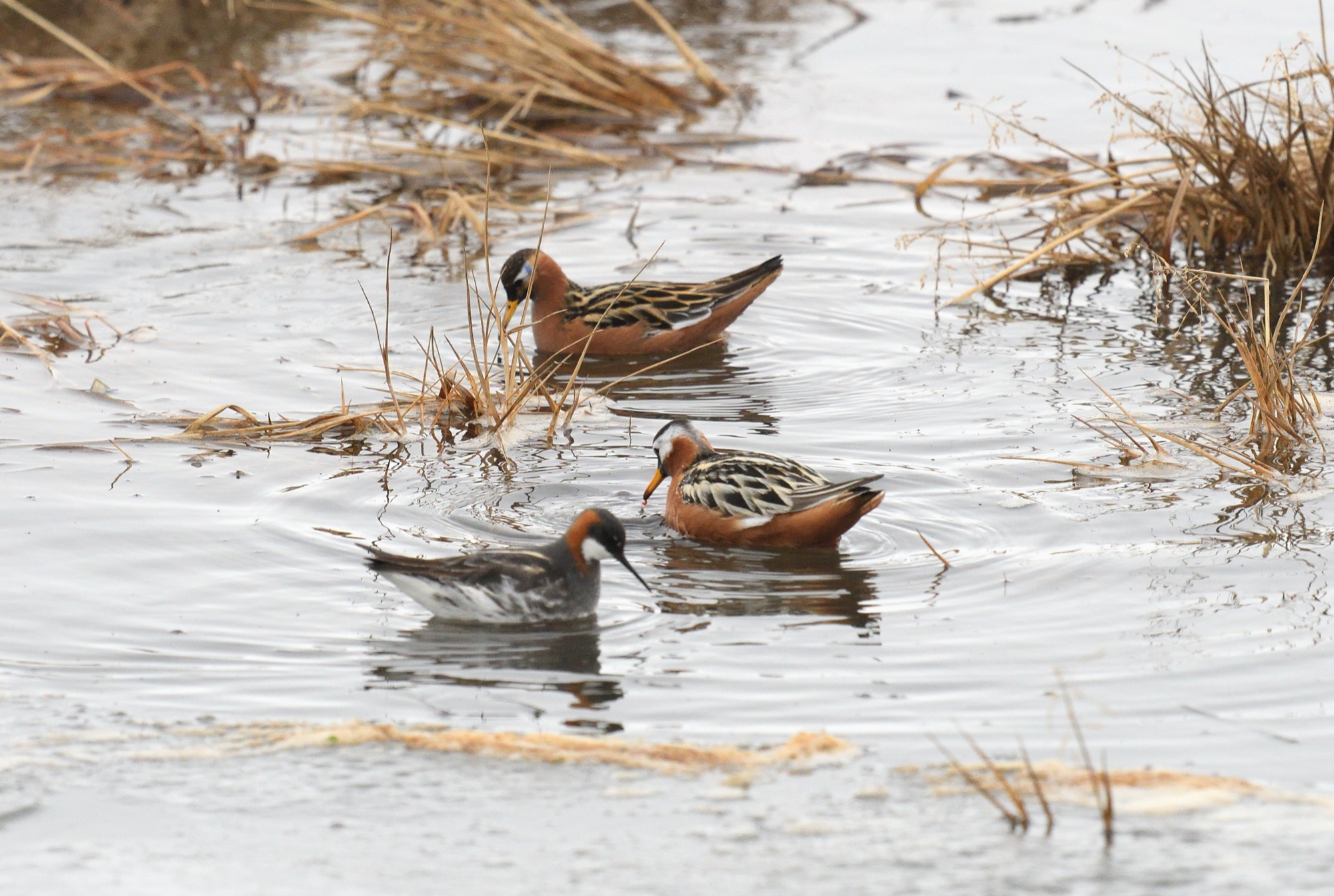 Zoothera Birding - Birdwatching Holidays Around the World
