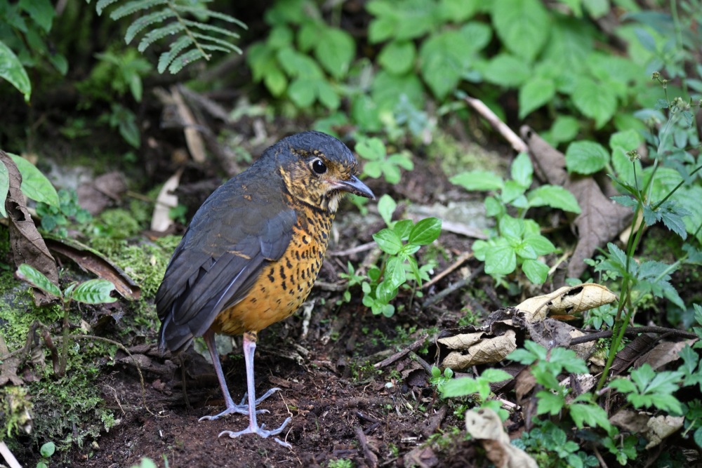 Zoothera Birding Photo Gallery