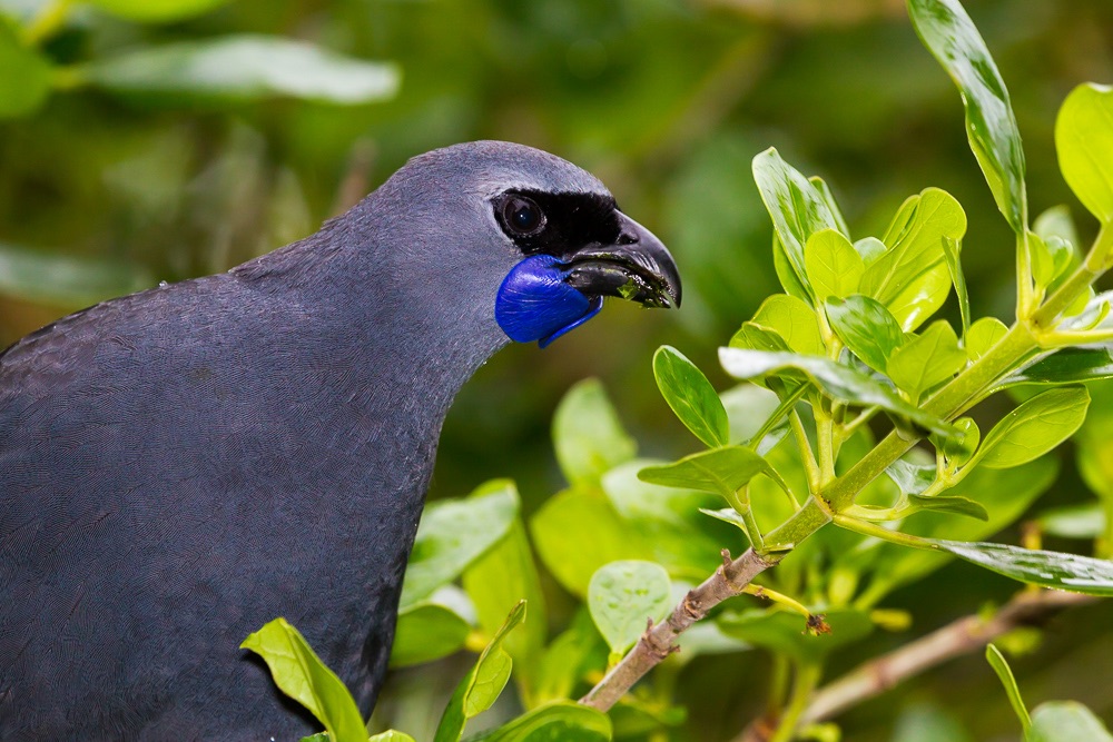 Zoothera Birding - Birdwatching Holidays Around the World