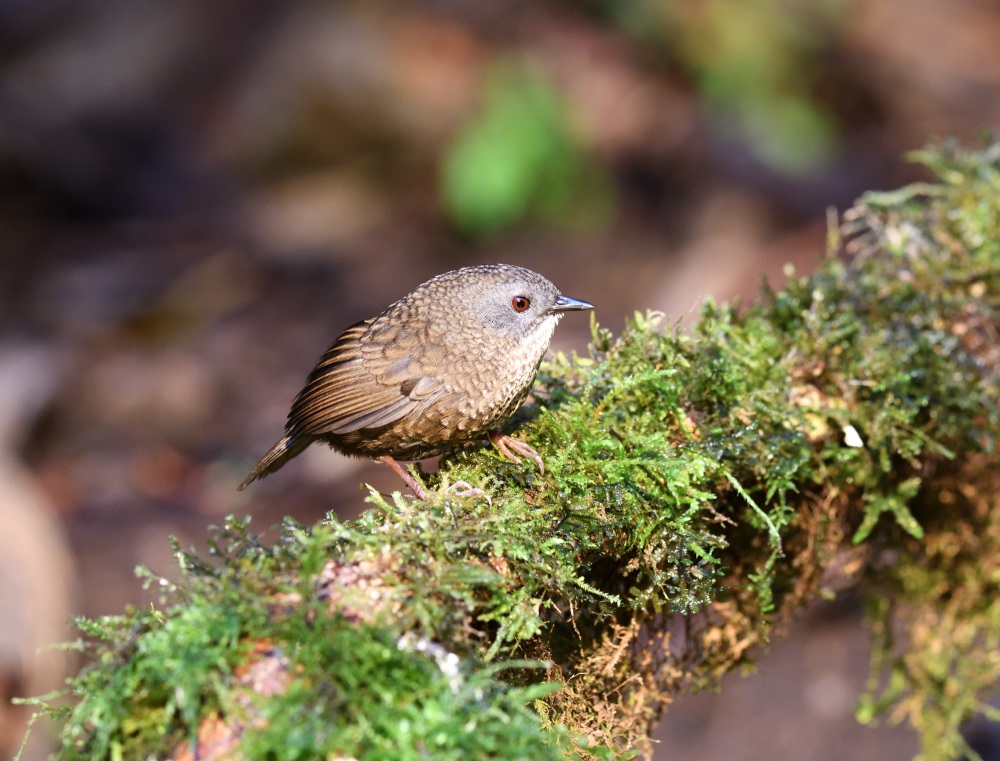 China - Yunnan Birding Adventure